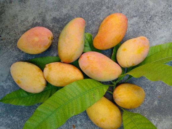 About – thedesimango